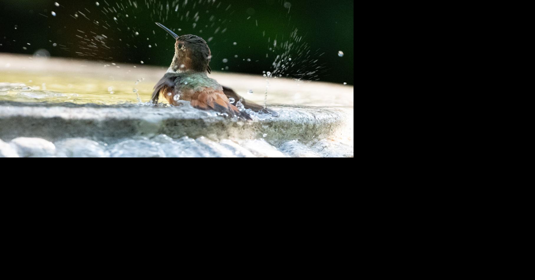 For The Birds: Splish Splash, They Are Taking a Bath, Long About a ...