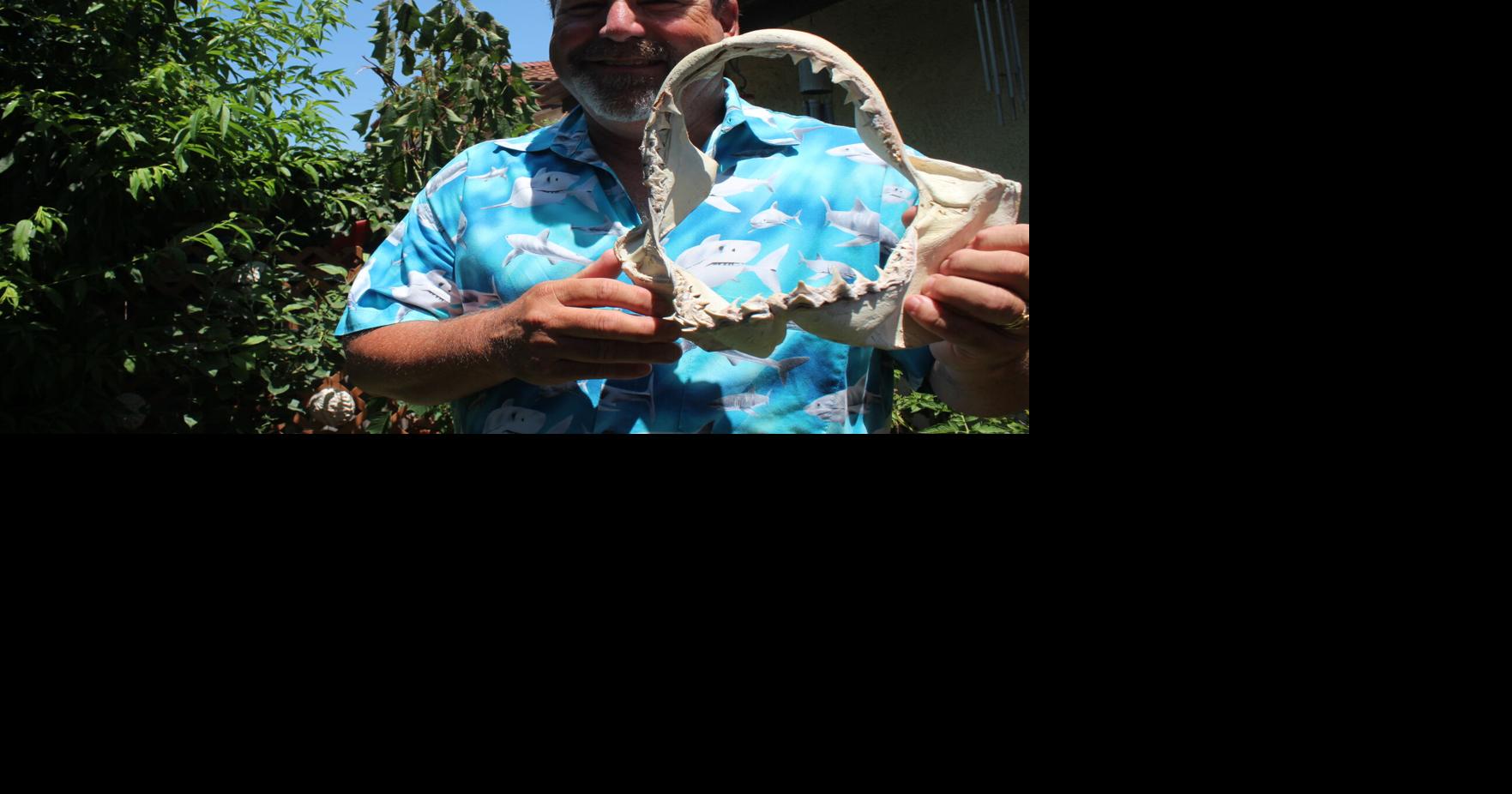 Shark Stories: Longtime ranger wants to dispel the myths surrounding ...