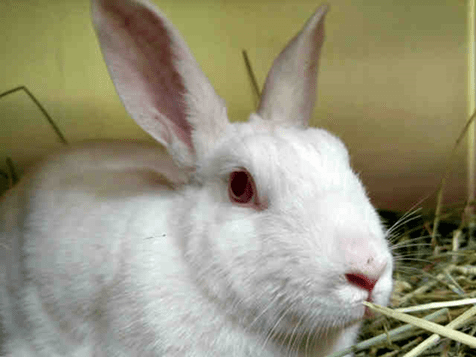 Pet of the Week: Trixie | | picketfencemedia.com