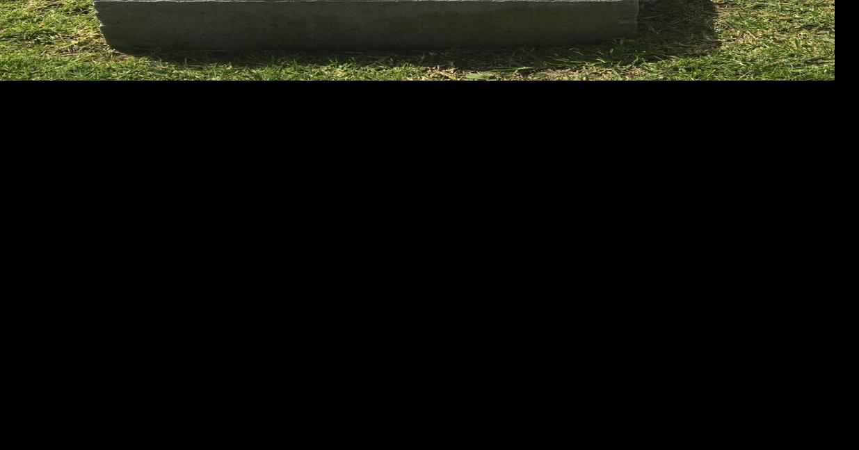 Capo Beach Christmas Tree Felled Due to Disease | DP Living ...