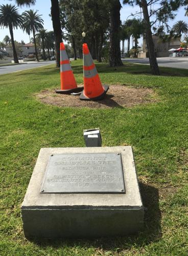 Capo Beach Christmas Tree Felled Due to Disease | DP Living ...