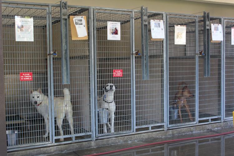 Pet Project Foundation Provides $350K for Renovation to Local Animal ...