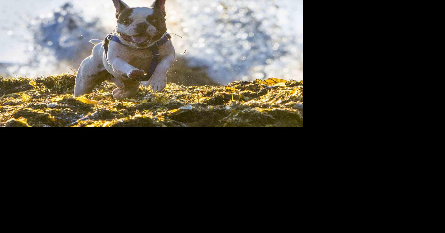 A Dog’s Legacy: Eben’s Unlikely Journey from Rescue Pup to Film ...