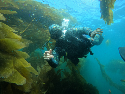 Happy to Kelp: Divers to Clean Local Reefs on International Scuba Day ...