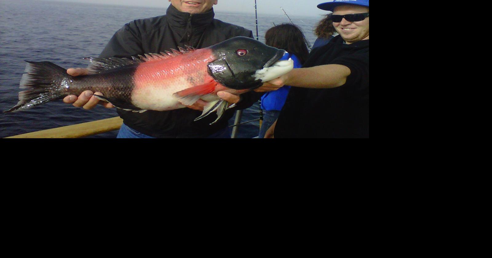Dana Wharf Fish Count | | picketfencemedia.com