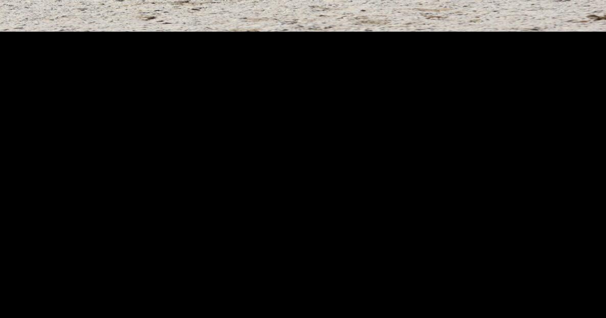 Rodeo Rides Again | | picketfencemedia.com