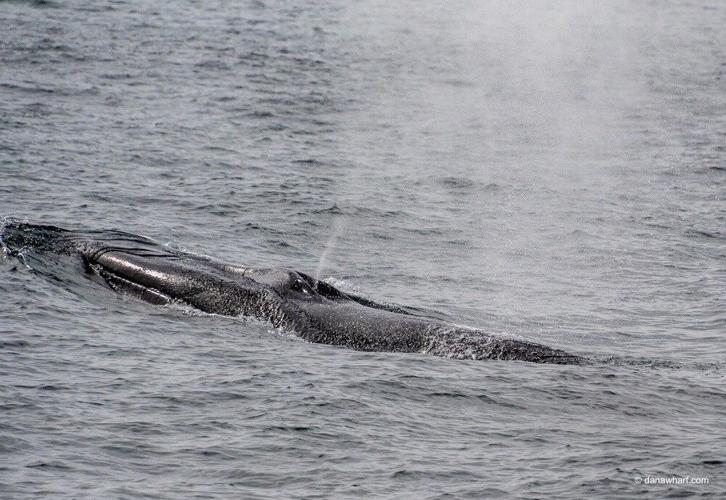 Dana Wharf Whale Report: Feeding Fin Whales Fill Up Tour Sightings ...