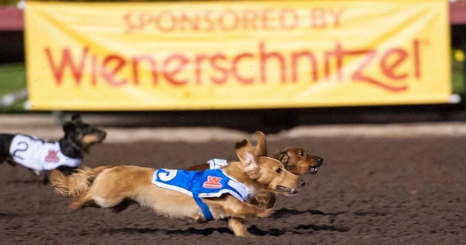 On the Ball: Former Champion Wiener Dog Looks to Reclaim Title | Sports ...