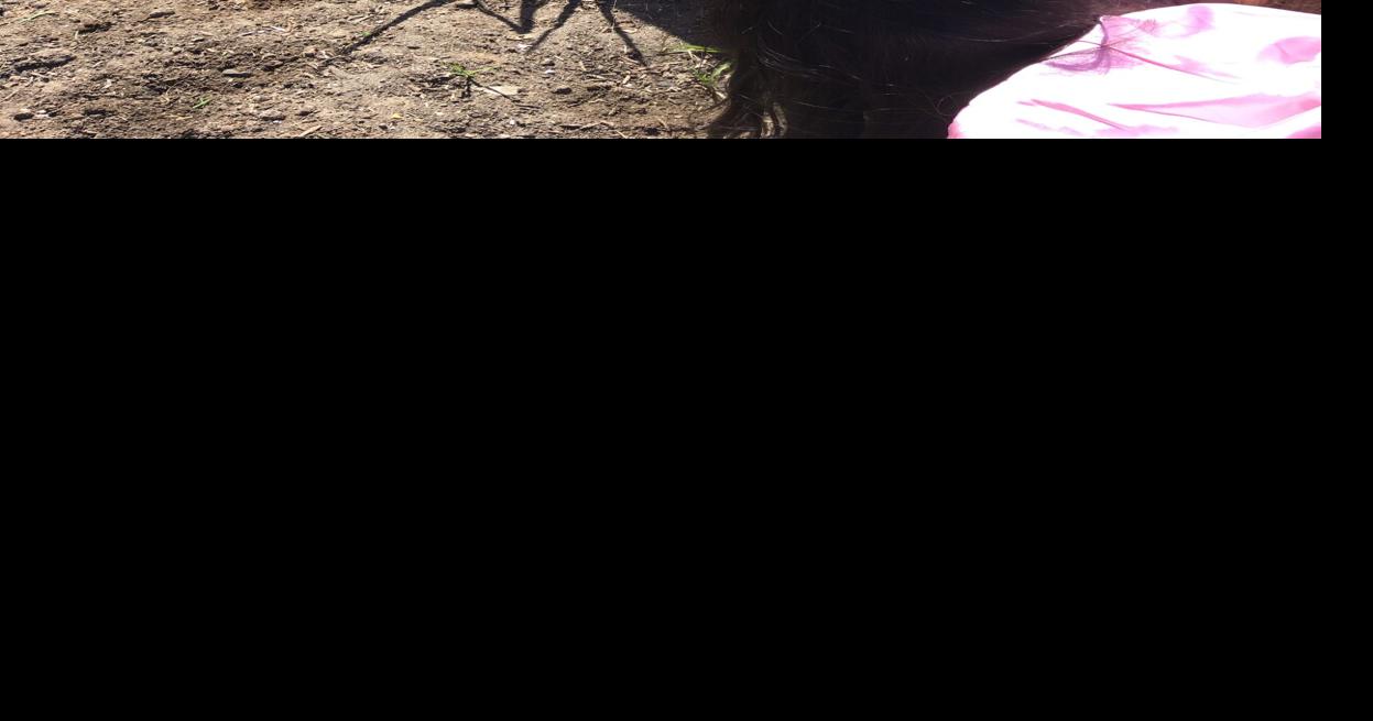 RH Dana Science & Technology Academy Announces 2018 Stem Career Day ...