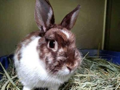 Pet of the Week: Chewbie | Announcements | picketfencemedia.com