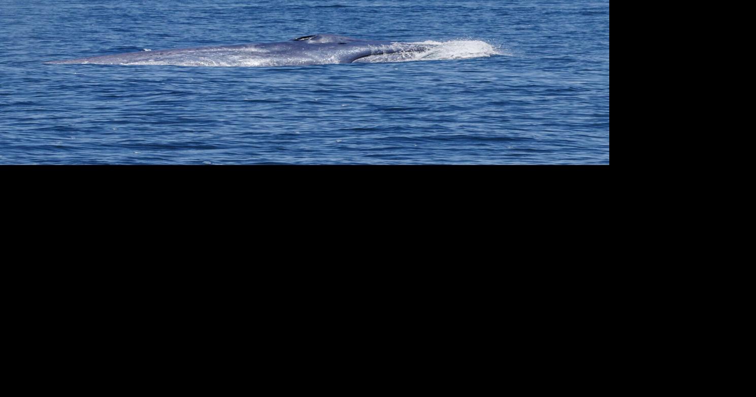 Boat Passengers Catch Rare Glimpse of Season’s First Blue Whale | Eye on DP | picketfencemedia.com