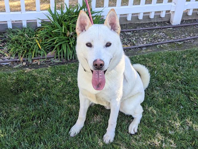 Adoptable Pet of the Week: Perry | | picketfencemedia.com