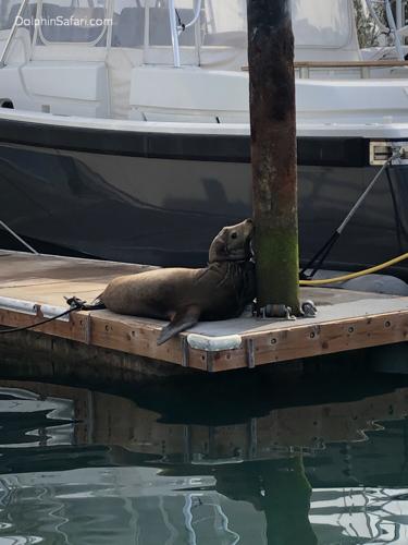 Entangled Sea Lion Spotted in Dana Point Harbor | | picketfencemedia.com