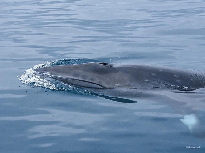 Dana Wharf Whale Report: Playful Blue Whales, Curious Minke Whales ...