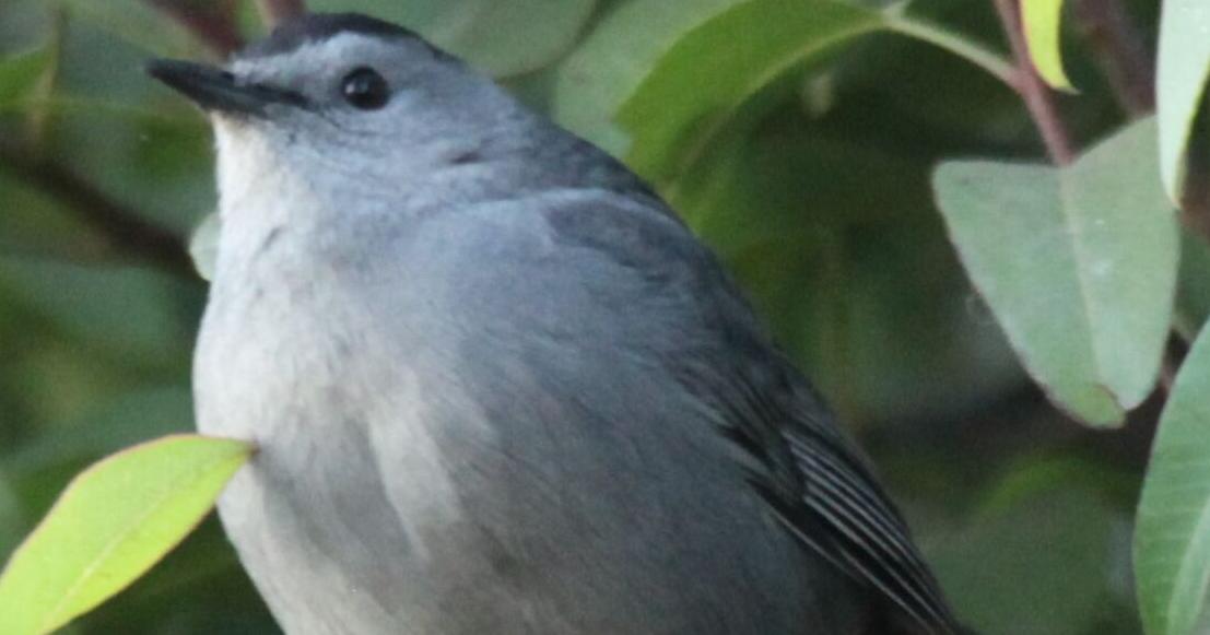 FOR THE BIRDS: Did You See That Gray Catbird? Dana Point Rarities – Out ...