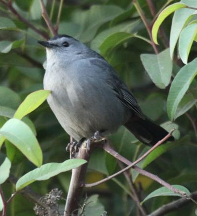 FOR THE BIRDS: Did You See That Gray Catbird? Dana Point Rarities – Out ...