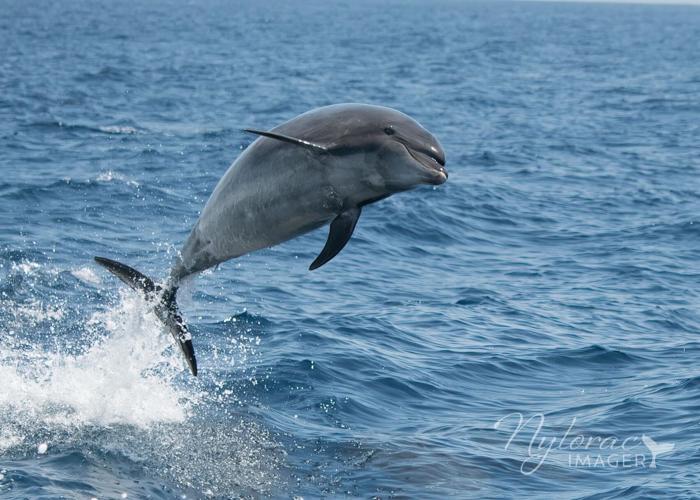 Dana Wharf Whale Report: Wide Variety of Species Sightings Show Off ‘Dolphin and Whale Watching ...