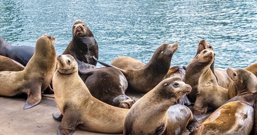 Marine Life Poisoned by Recent Algae Bloom Spurs Rescue and ...