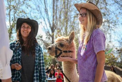 News Next Door: Local Alpaca Earns Coveted Spot in Swallows Day Parade ...
