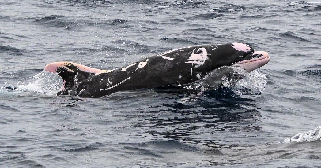Dana Wharf Whale Report: Dolphin Mega Pod Dazzles | Getting Out ...