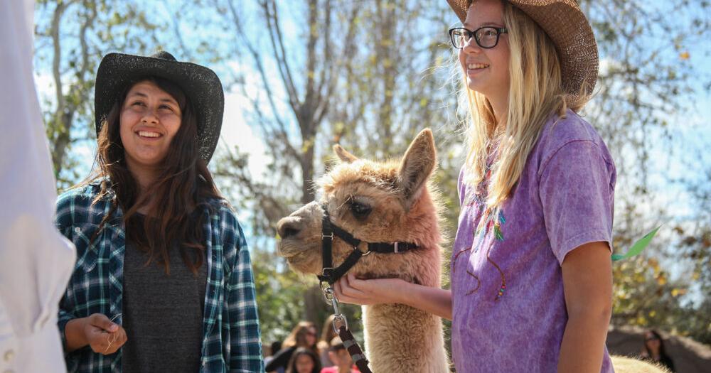 Local Alpaca Earns Coveted Spot in Swallows Day Parade | Eye on SJC ...