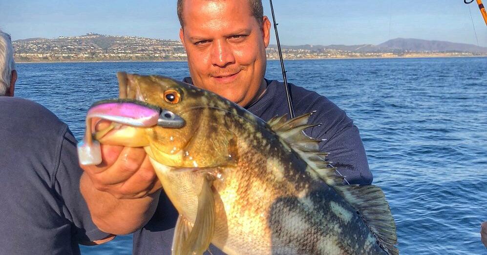 Dana Wharf Fish Count: Calico Continue to Bite on the Coast | Sports ...