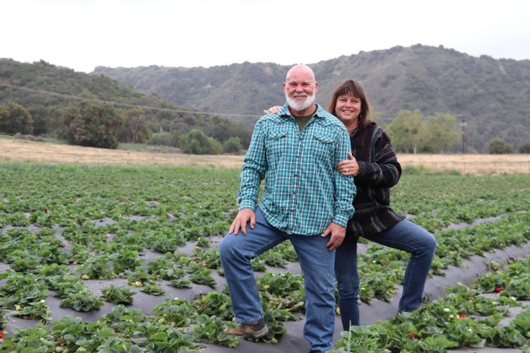 South Coast Farms Kicks Off Strawberry Season with U-Pick Program | Eye ...