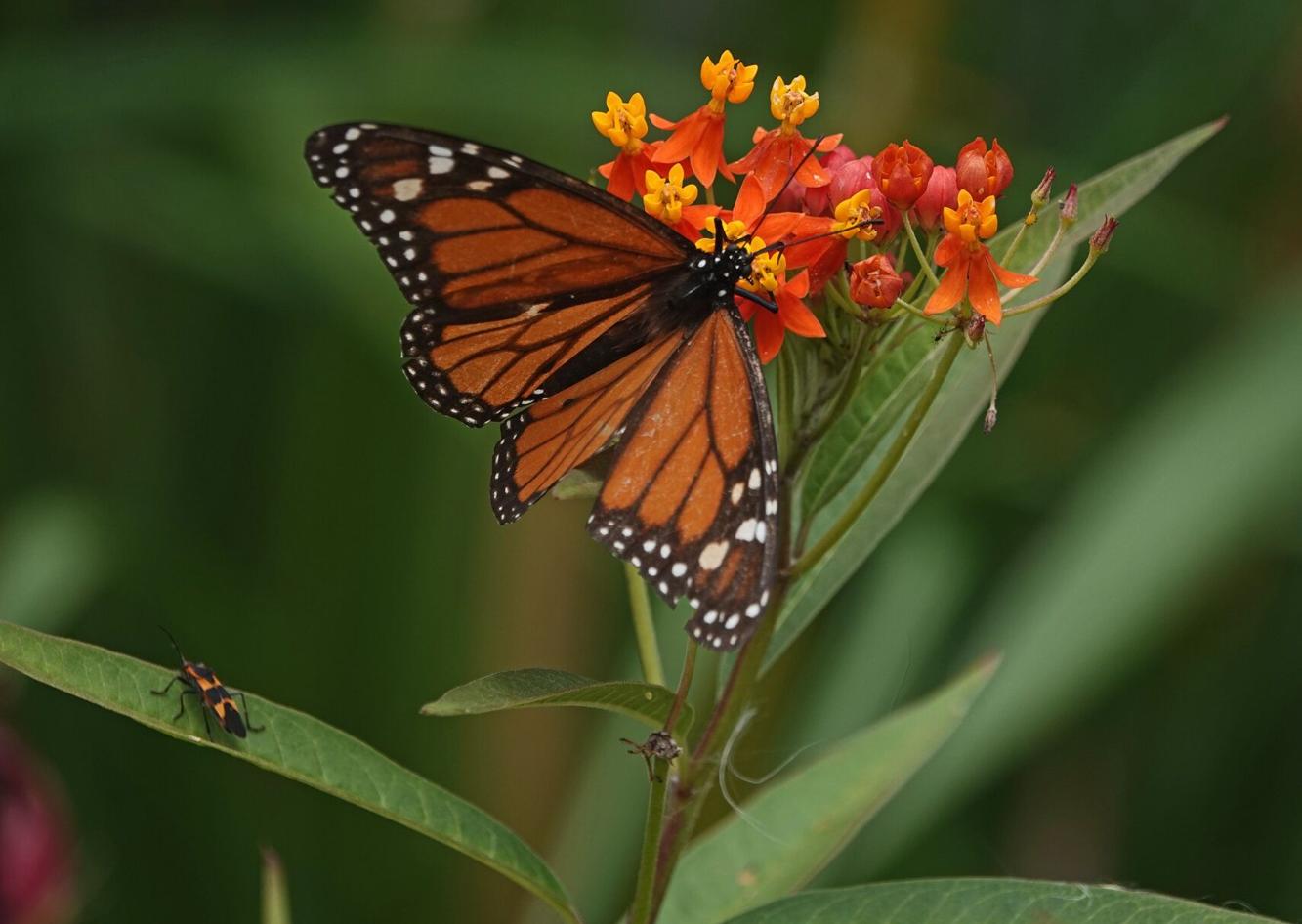 Free to Fly: Citizen Scientists Take Initiative to Create Butterfly ...