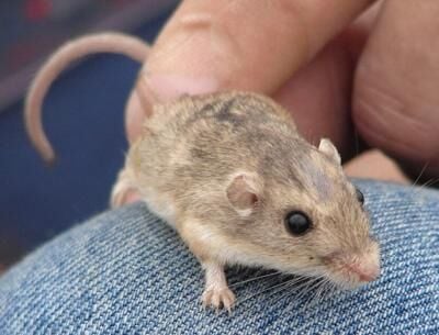 City Approves Contract to Continue Monitoring Pacific Pocket Mouse ...