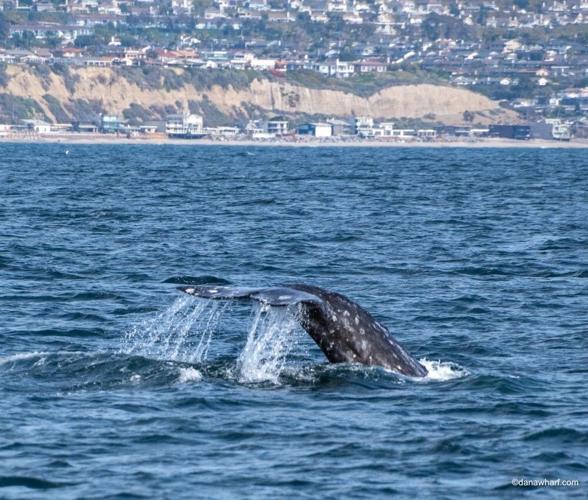 Dana Wharf Whale Report: Gray Whale Migration Begins Northbound Turn ...