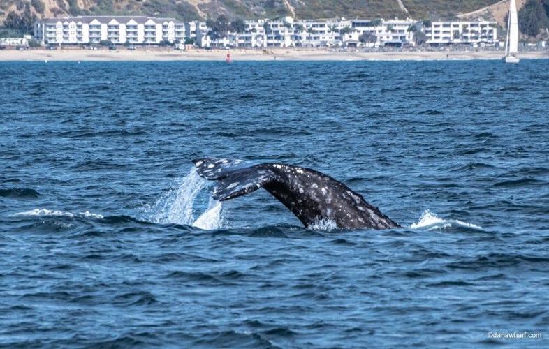 Dana Wharf Whale Report: Gray Whale Migration Begins Northbound Turn ...