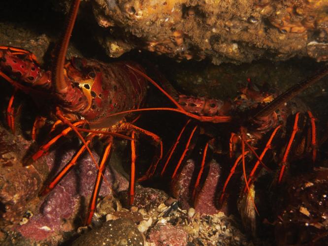 Rock Lobster : One of Southern California’s most sought-after ...