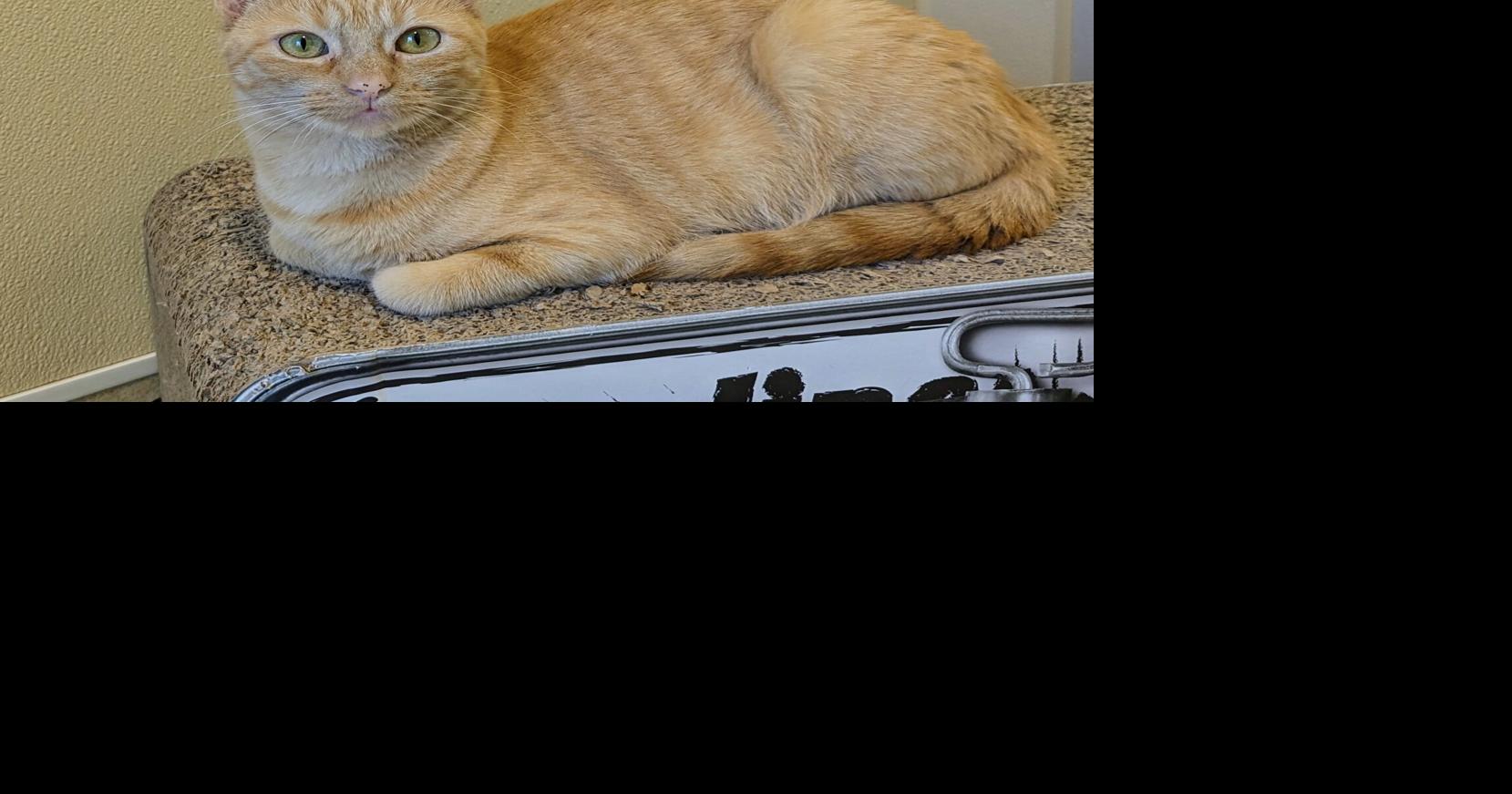 Adoptable Pet of the Week: Brody | SC Living | picketfencemedia.com