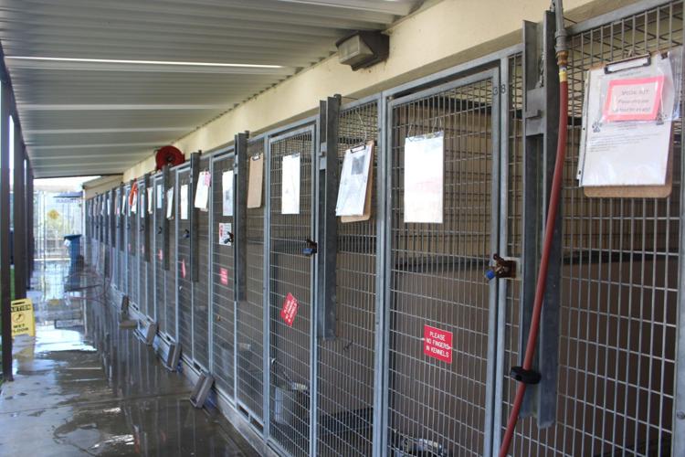 Pet Project Foundation Provides $350K for Renovation to Local Animal ...