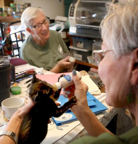 Itty Bitty Bottle Babies kitten rescue | News | pinalcentral.com