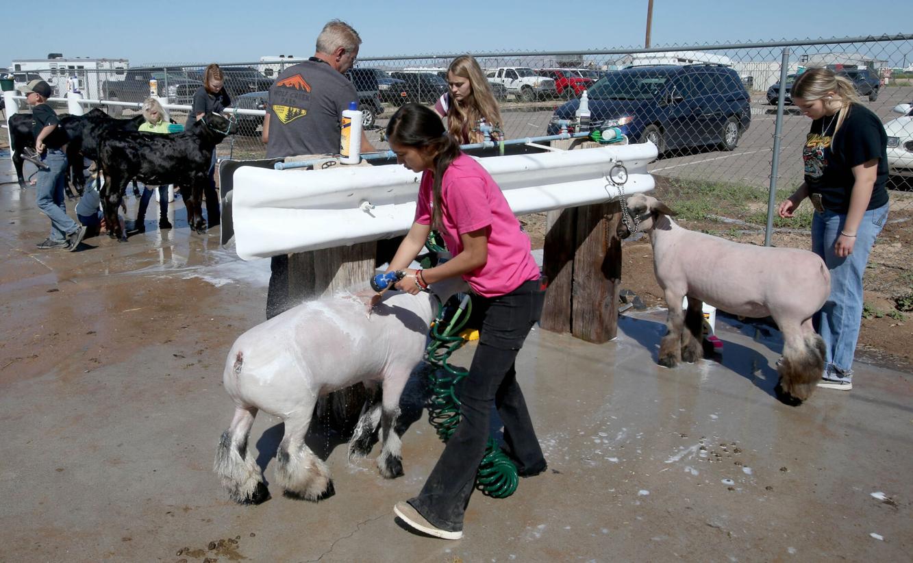 Pinal County Fair 3/13/24 | Featured | pinalcentral.com