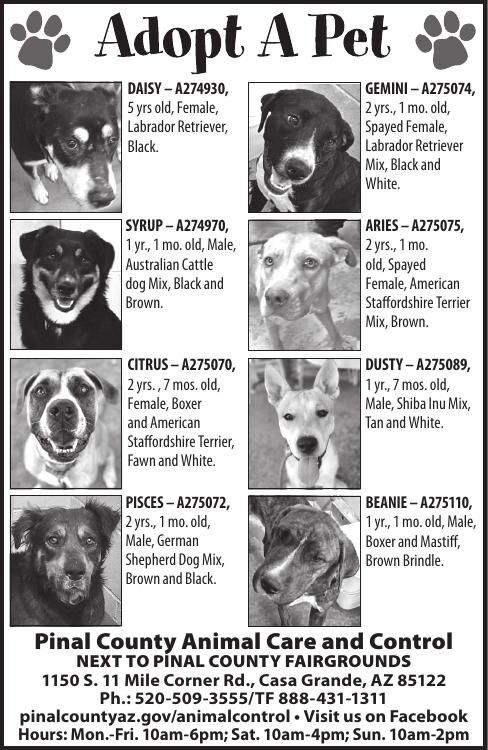 Pinal County Animal Care and Control, 7/25/24 | Adopt A Pet ...