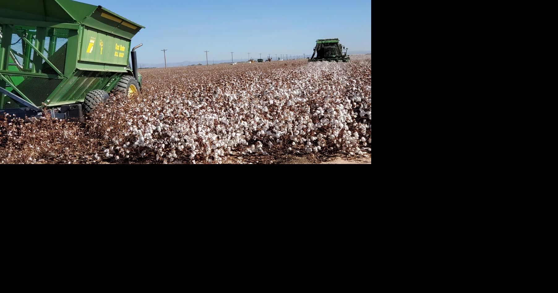 Neighbors pick cotton of deceased Coolidge farmer | News | pinalcentral.com