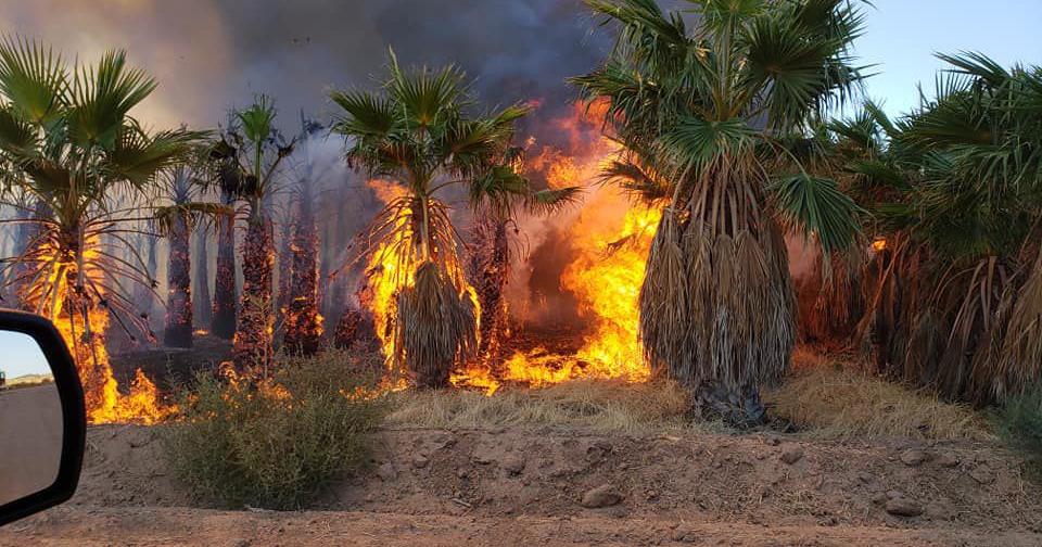 Worker: Stolen safe found near Robson Ranch palm tree farm fire | News ...