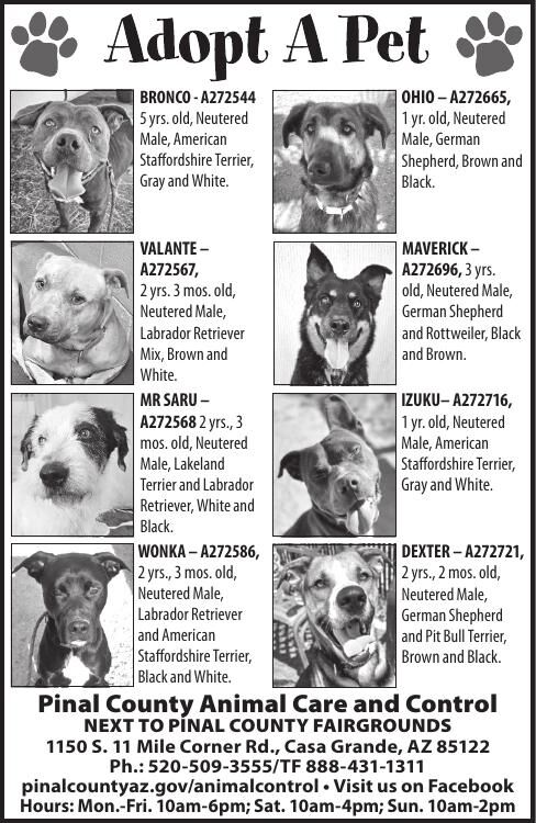 Pinal County Animal Care and Control, 6/27/24 | Adopt A Pet ...