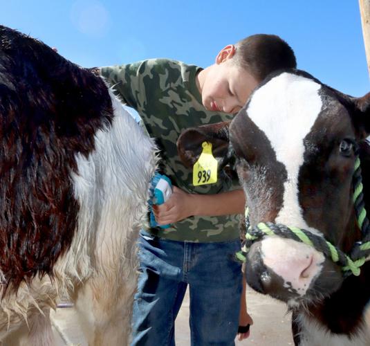 Pinal County Fair 3/17/22 | Featured | pinalcentral.com