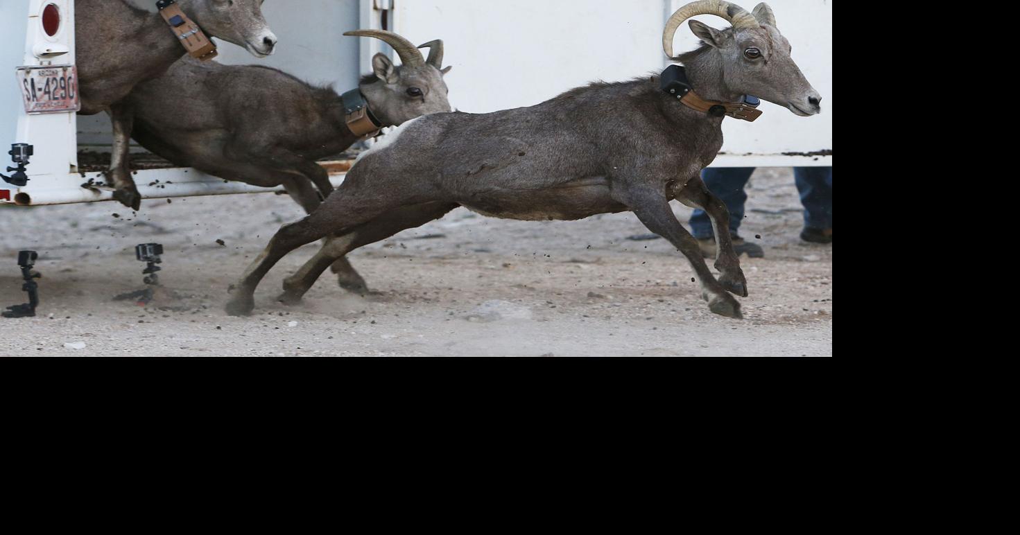 Officials to bring more bighorn sheep to Catalina Mountains | Area News ...