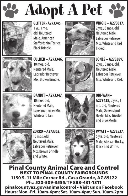 Pinal County Animal Care and Control, 7/4/24 | Adopt A Pet ...