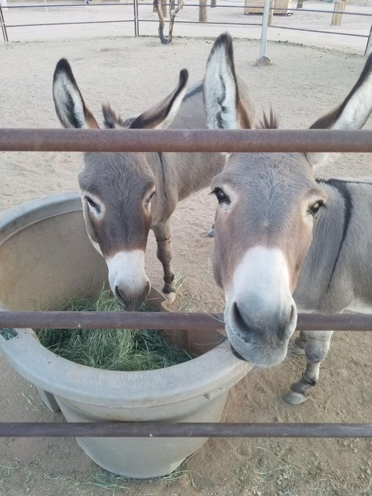 Pony ranch aims to be a place where kids learn to love animals | Area ...