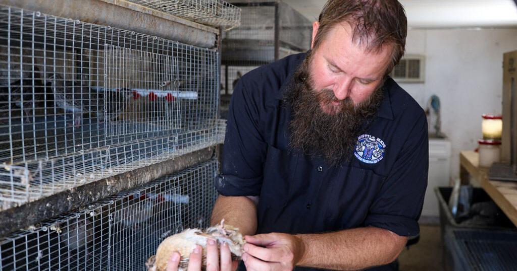 As bird flu rages, Pinal breeder turns to quail eggs, other ...