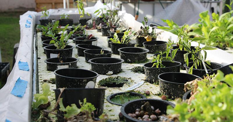 Aquaponic farming combine fish with produce in eco-friendly system ...