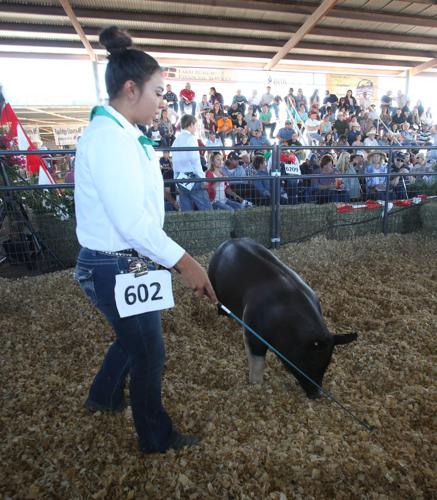 Pinal County Fair | Featured | pinalcentral.com