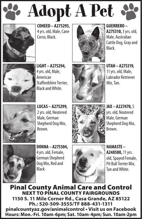 Pinal County Animal Care and Control, 8/1/24 | Adopt A Pet ...