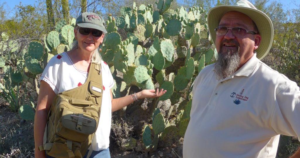 Pinal couple to give edible desert plants tour | Recreation And ...