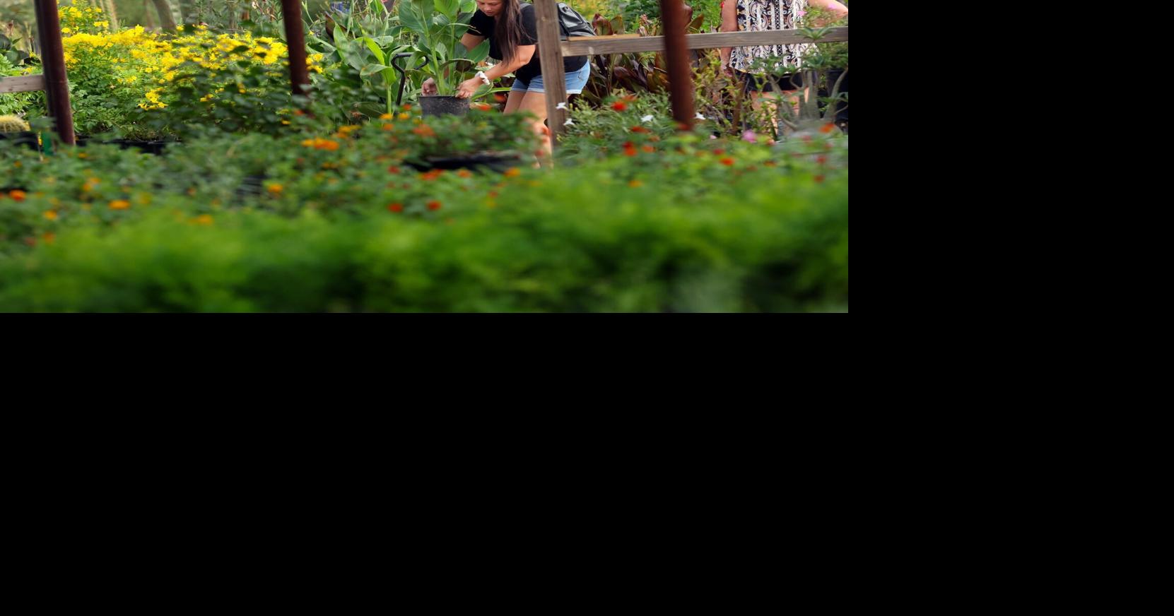 Desert Plant Collection opens doors to Maricopa gardeners ...
